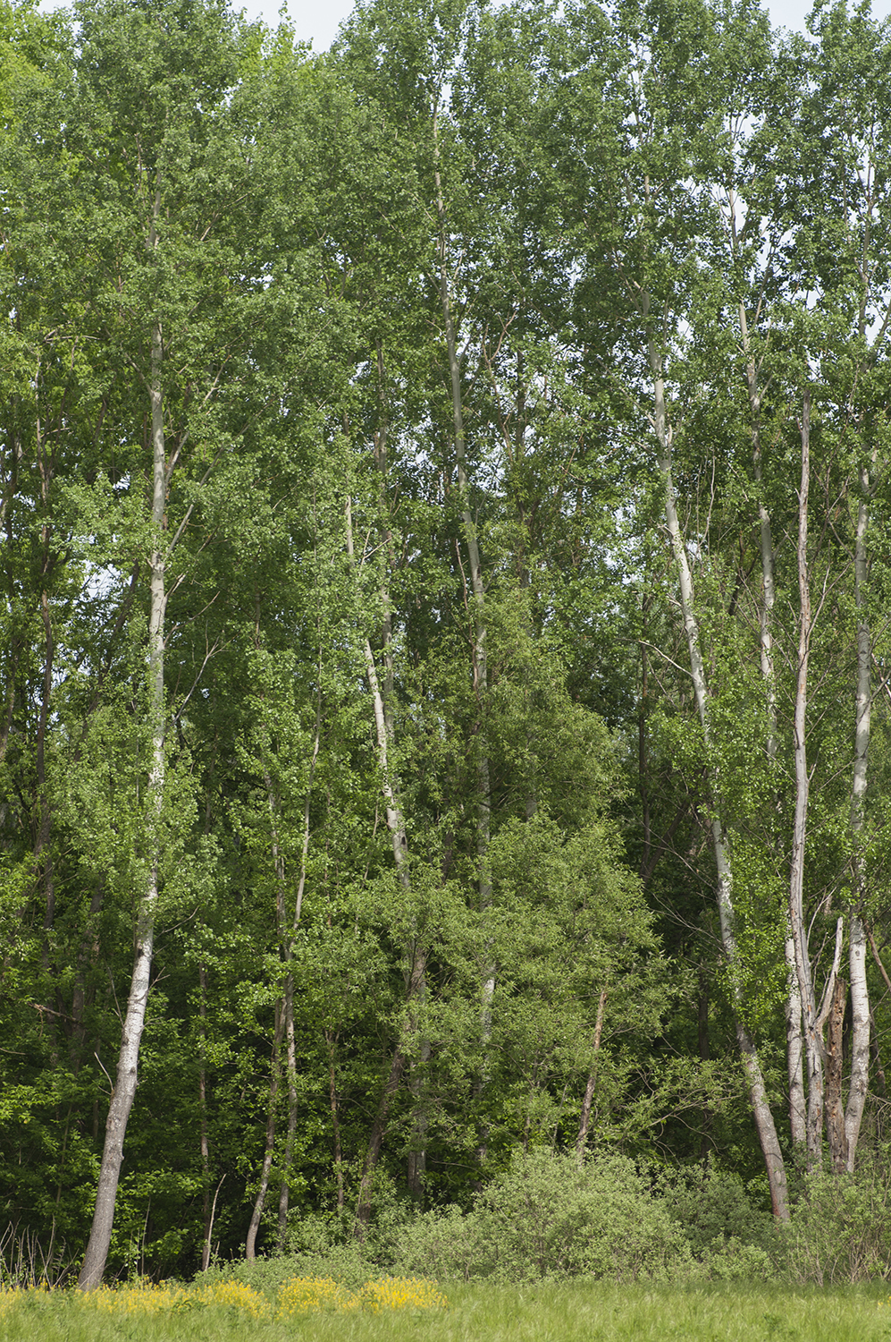 Nature photos from an Amateur Naturalist: Mire of Kokad, Hungary (Moor ...