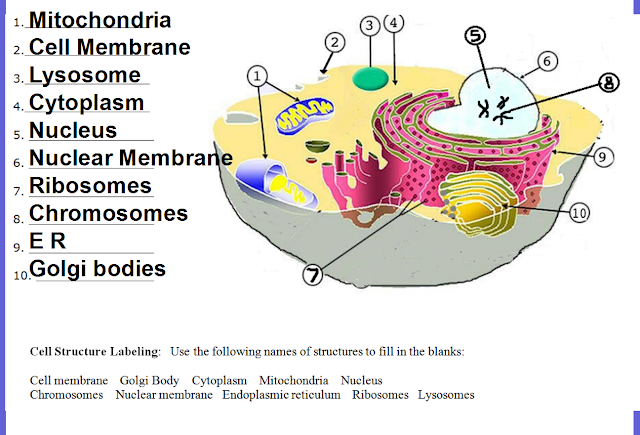 Science 7: Cell Diagrams