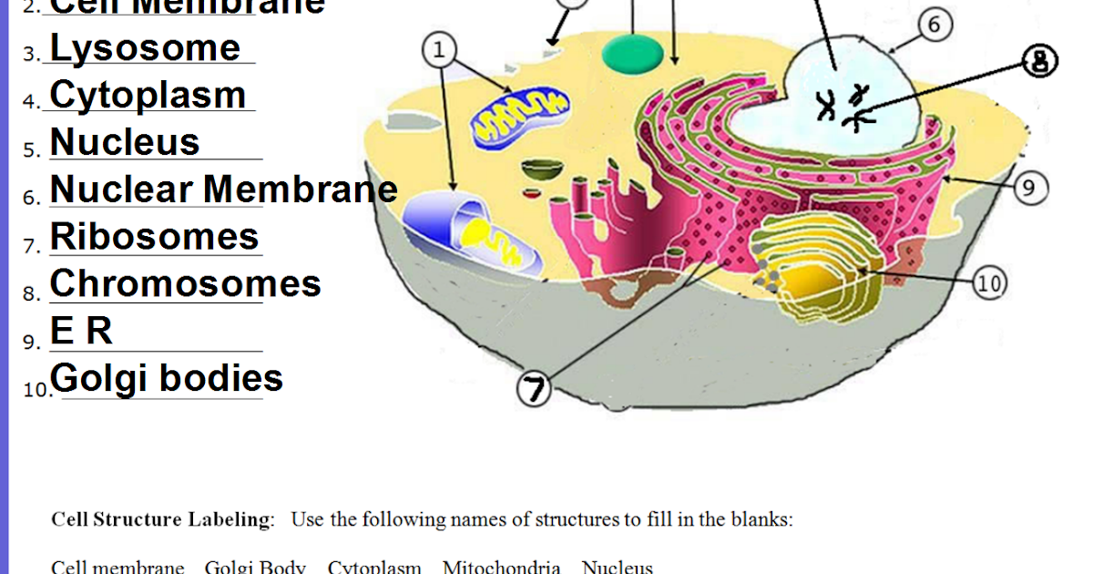 Science 7: Cell Diagrams