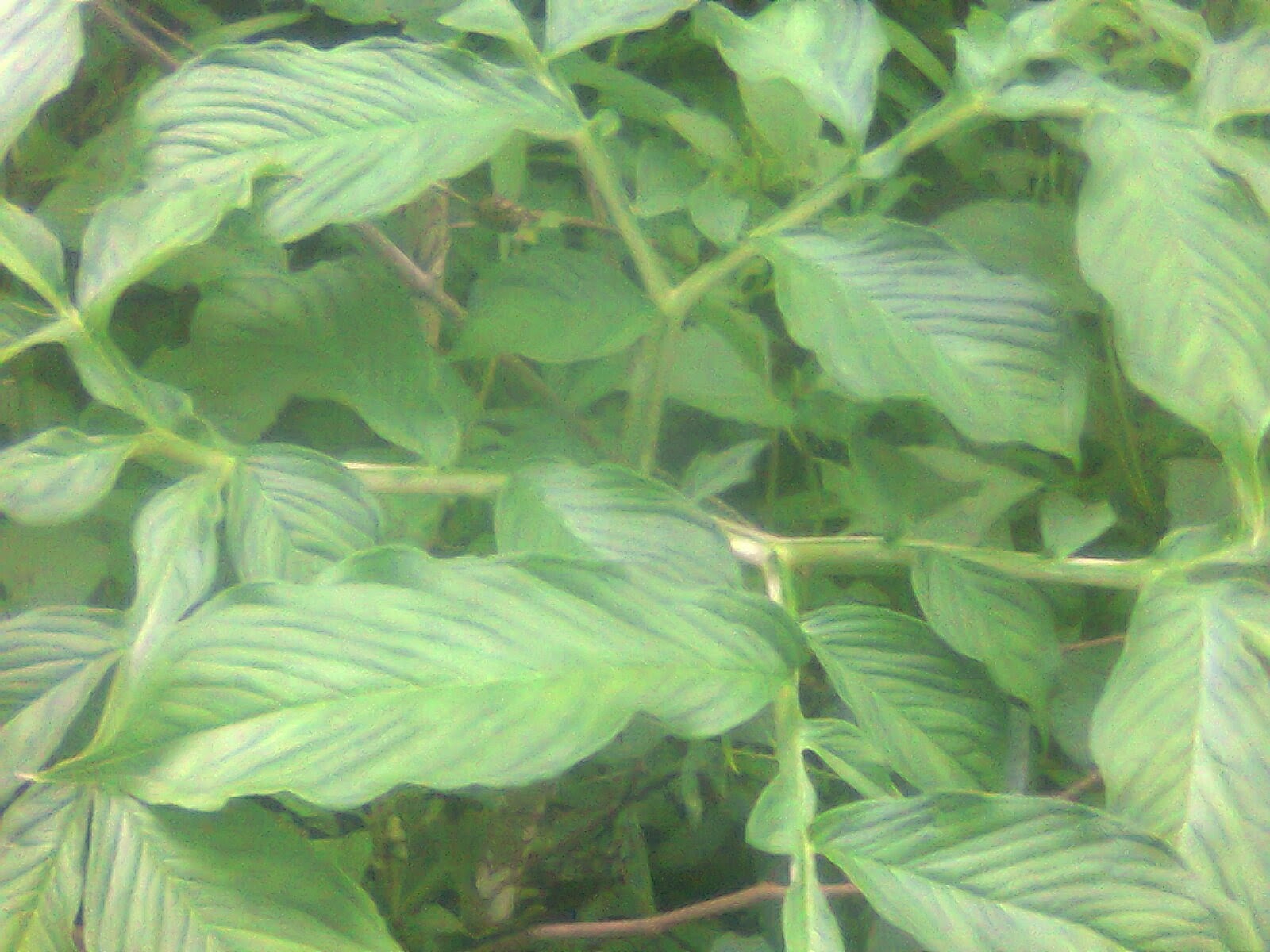 Simak! Gambar Tanaman Walur yang Wajib Disimak! - Informasi Seputar ...