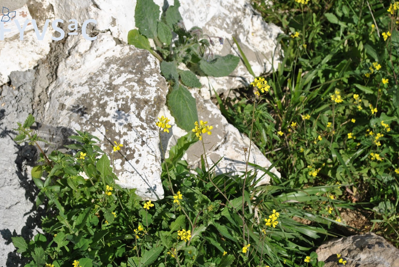 El Blog de Flora y Medio Ambiente de la Sierra de Cártama: FLORA I