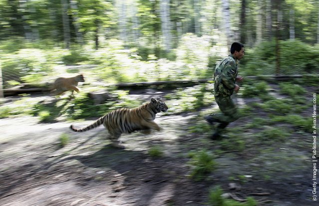 Siberian (Amur) Tiger: Siberian Tigers Trained To Live In Wild