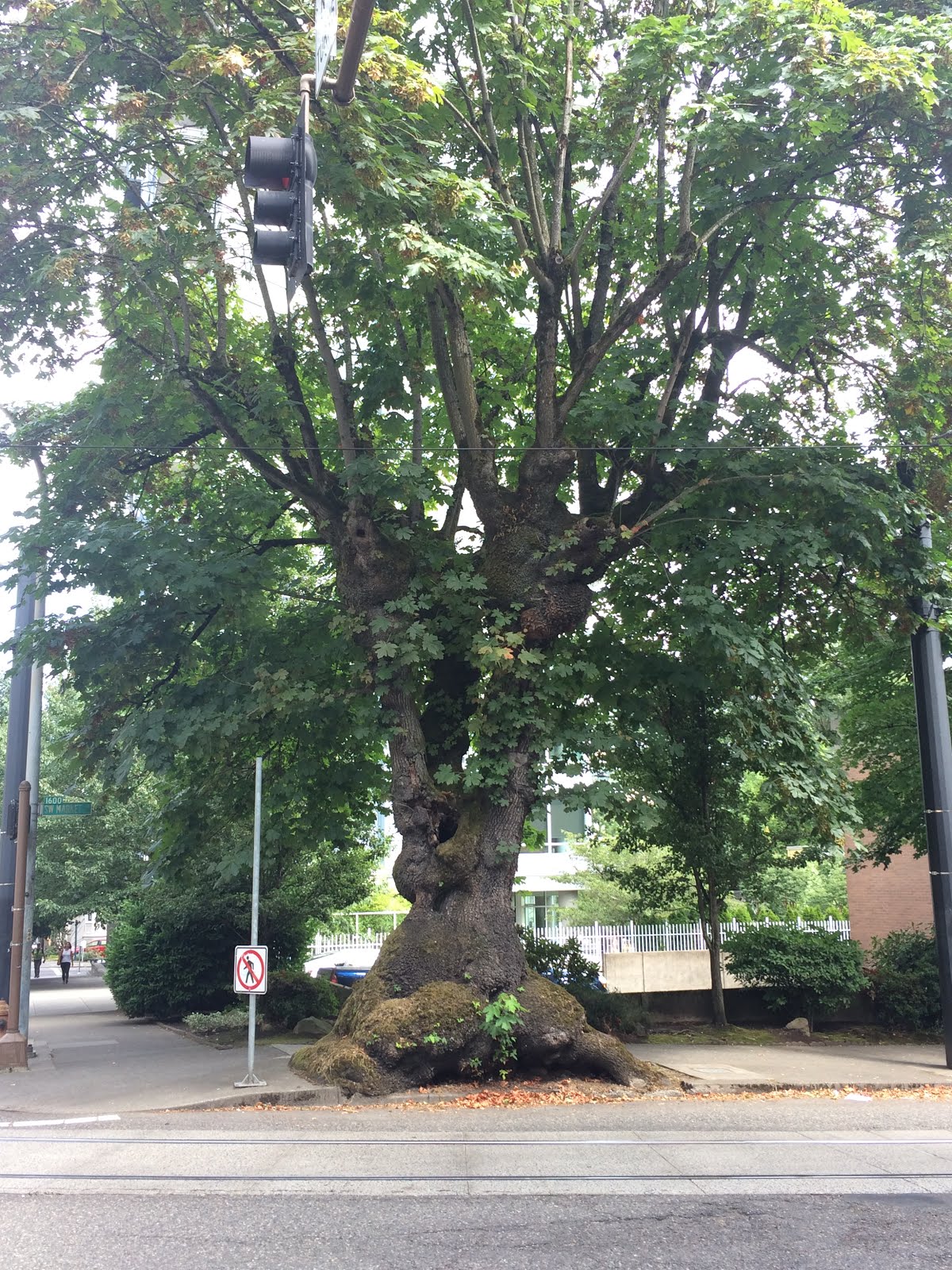 Trees of Santa Cruz County: Acer macrophyllum - Bigleaf Maple