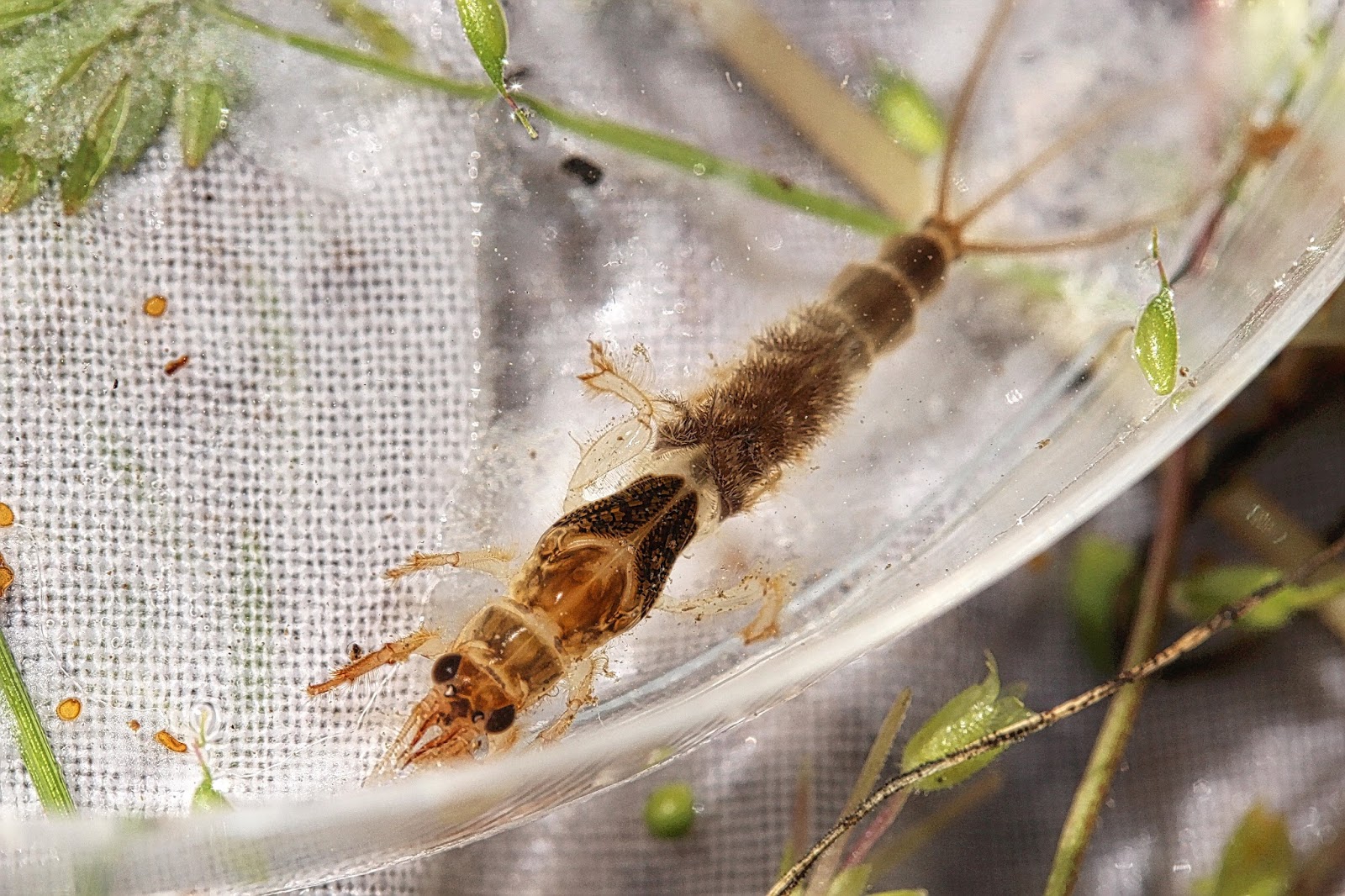 Aquatic Insects of Central Virginia: Still the strangest mayfly nymph ...