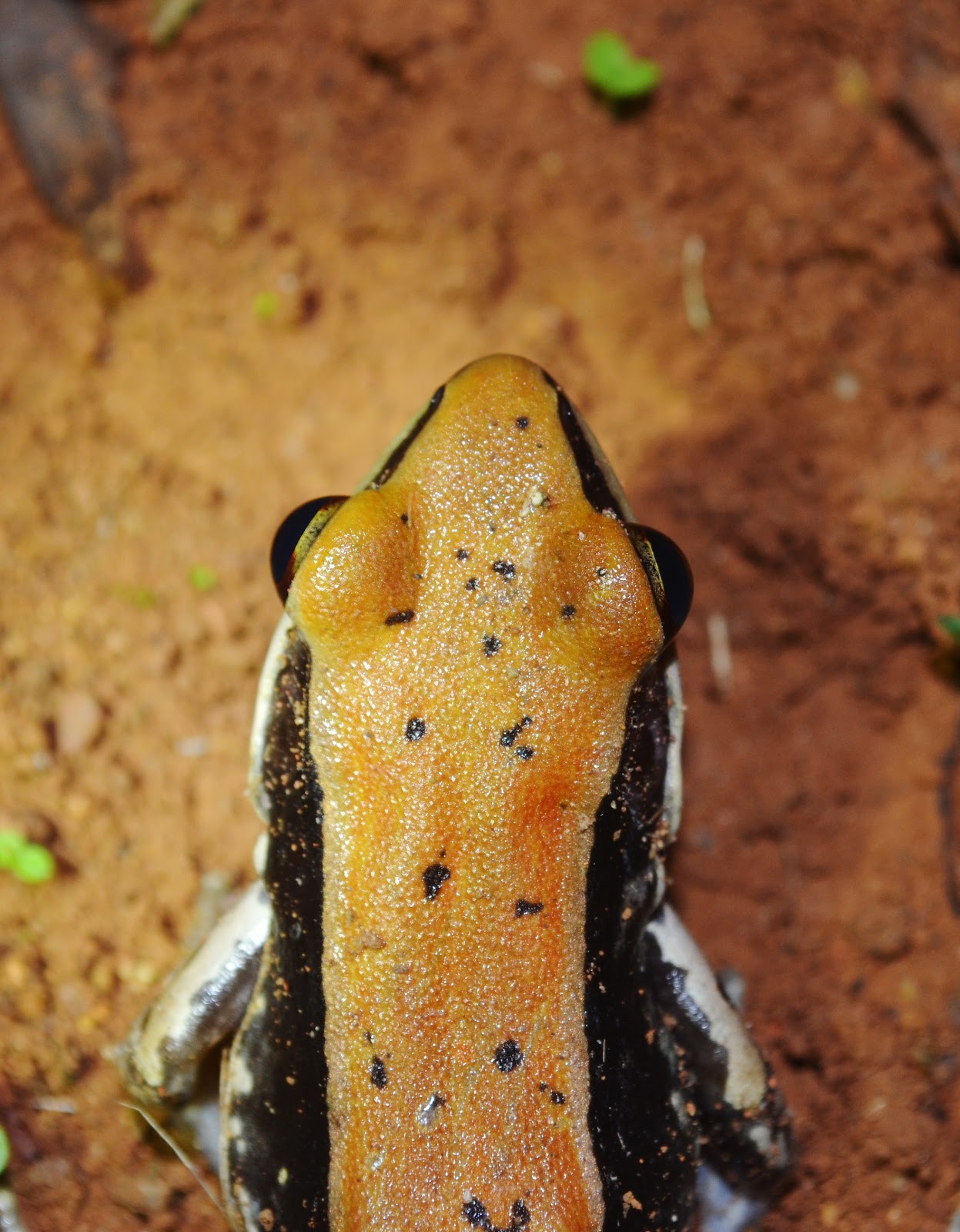 Photography & Me: Big Frog, Orange Frog, Forest Frog