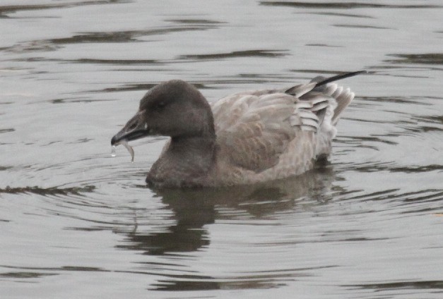 New England Coastal Birds: Part 4-Saturday Feb 25- “Pink-footed Goose”