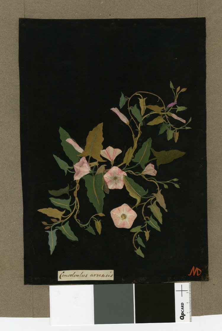 nickyskye meanderings: Mary Delany, collage artist of flowers in the 1700's