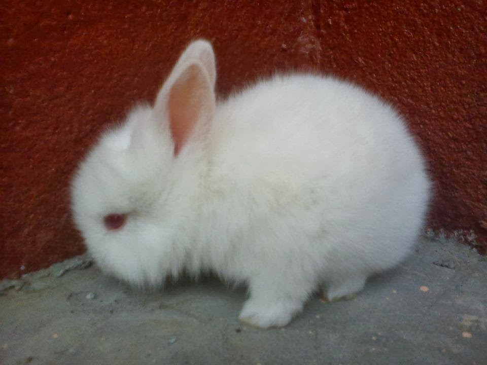 Poze cu iepurasi - Cresterea iepurilor, afaceri cu iepuri
