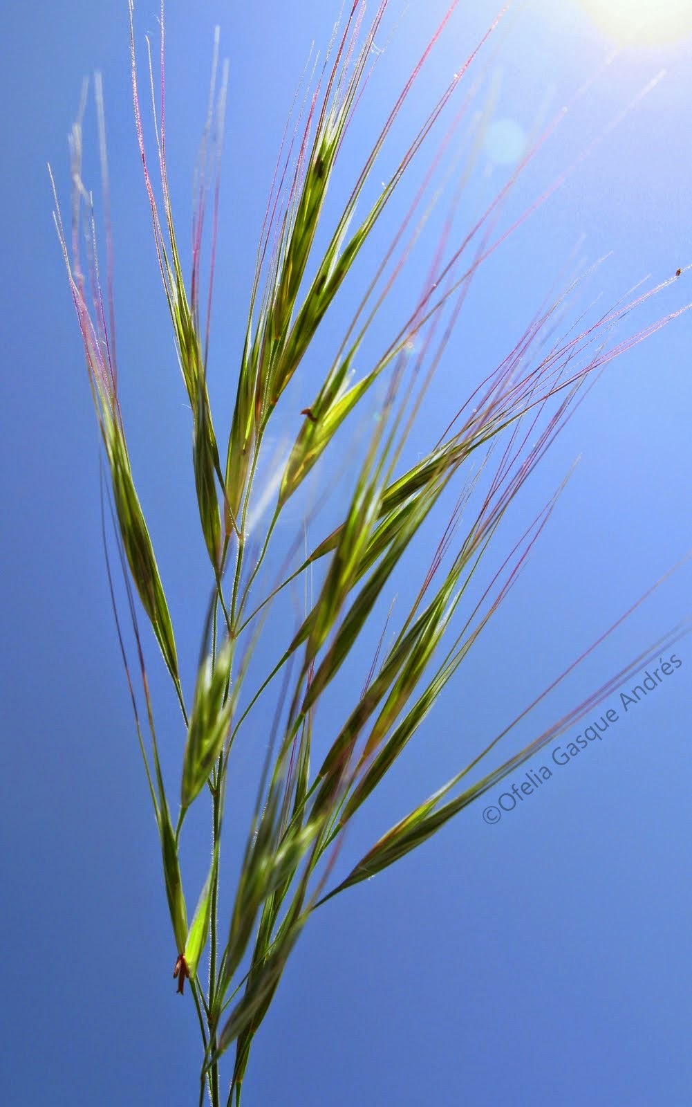 Mineral Vegetal: Espigas