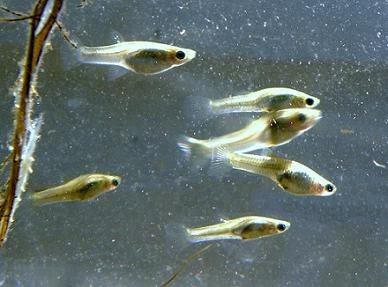 Charales | Acuario KISS