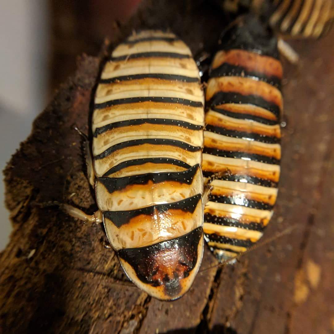 Cycloptic Exotics Availability