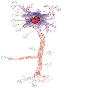 Sistema Nervioso Central