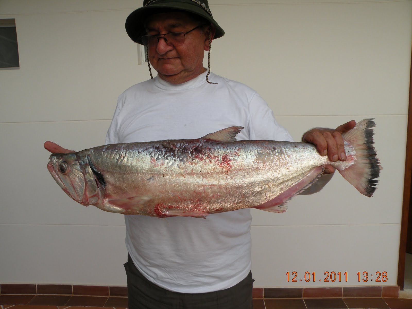 La Pesca Deportiva en Colombia Recreational Fishing: Payara del Rio ...