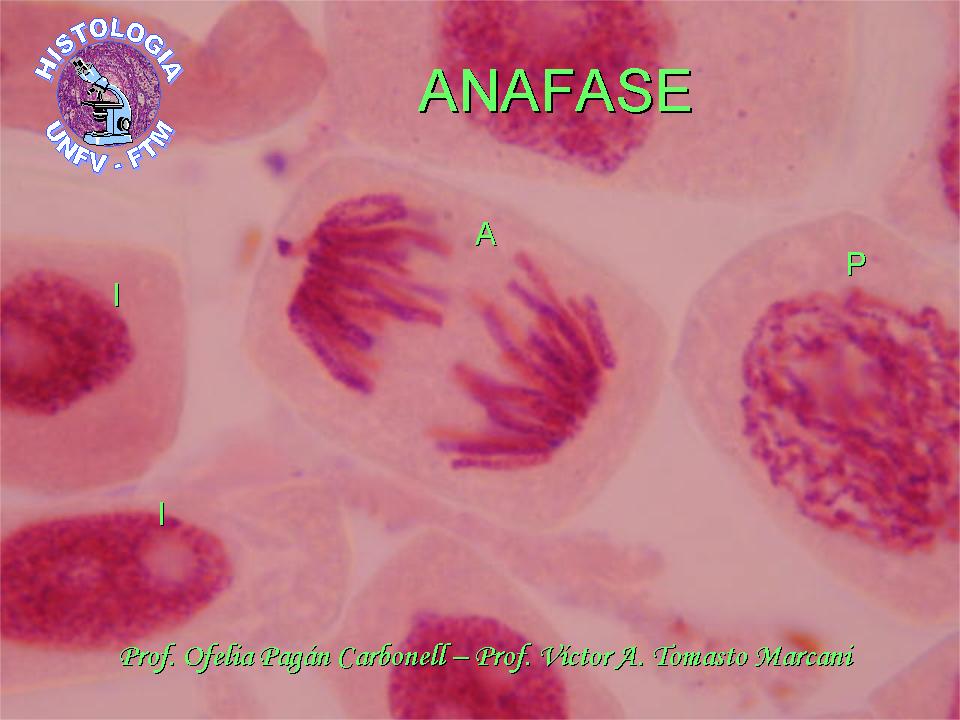 CECYT 2 MIGUEL BERNARD ACADEMIA DE BIOLOGÍA: MITOSIS