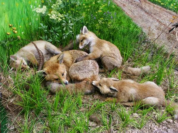 Def Animo: Les renards ♥