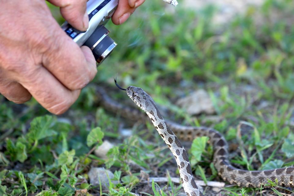 Biodiversity of Cyprus by NGO Protection of the Natural Heritage and ...