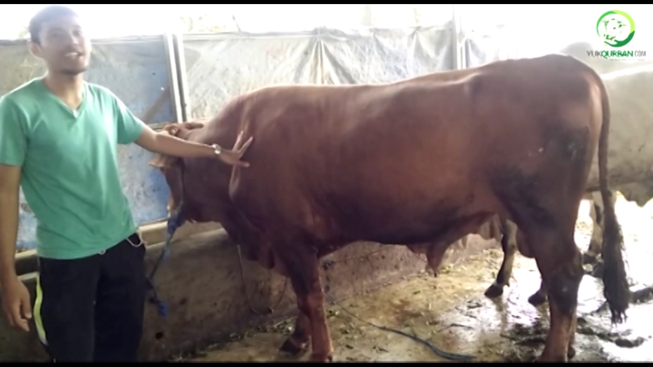 mengenal ciri ciri Sapi simental atau sapi metal - Elinotes - Review By ...