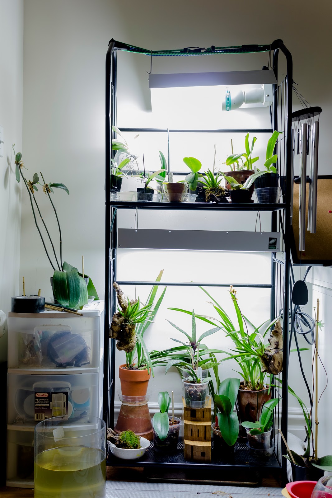 Maria's Orchids: Noid paph grows new leaves, but I wanted flowers