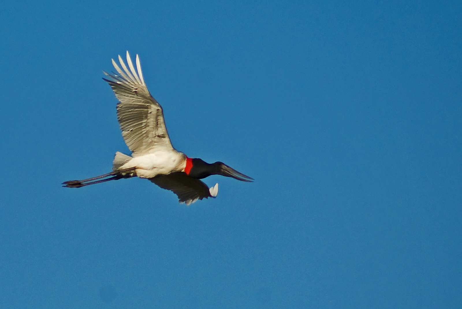 Real Monstrosities: Jabiru