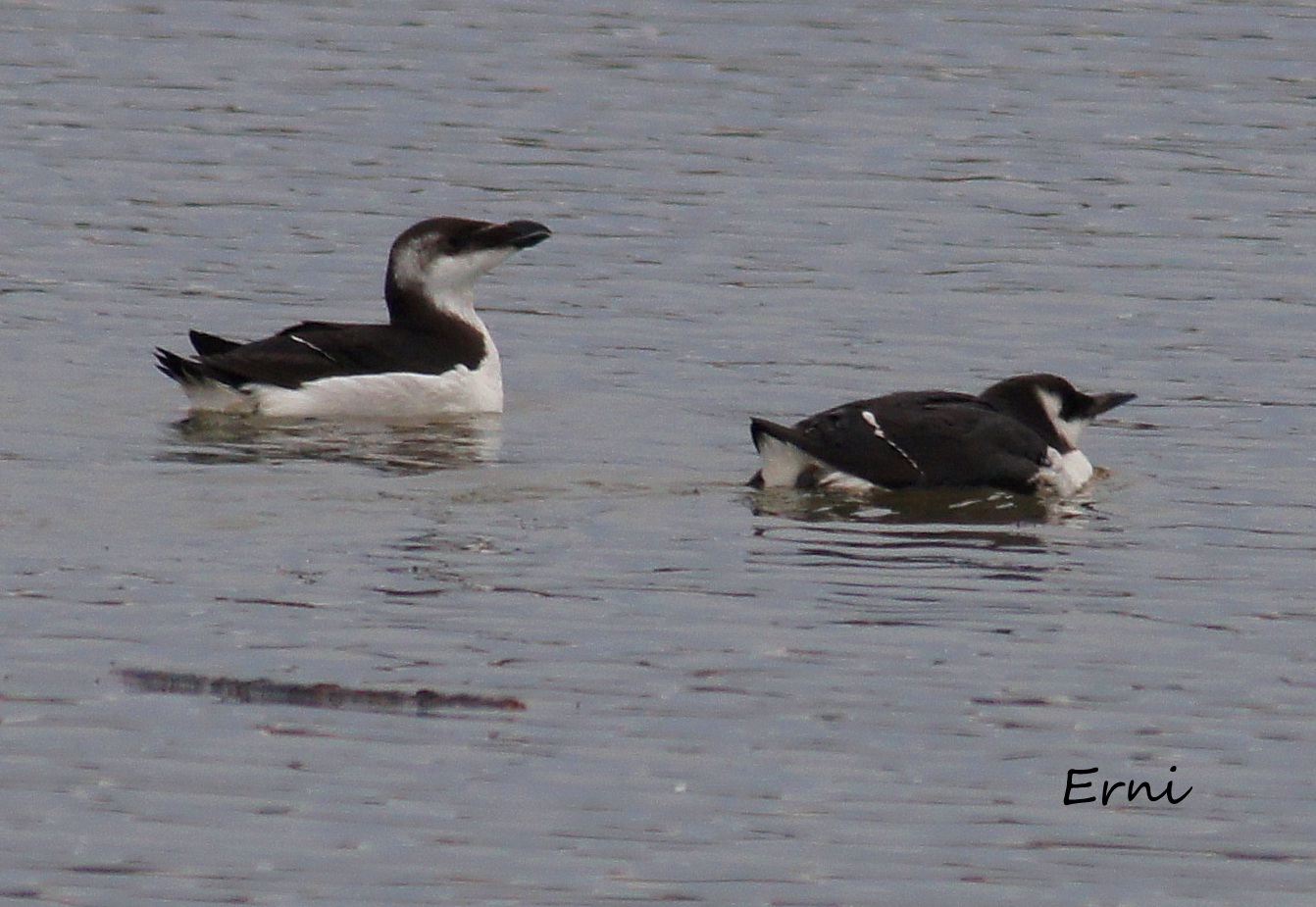 NO SIN MIS PRISMÁTICOS: MI PRIMER ARAO DEL AÑO