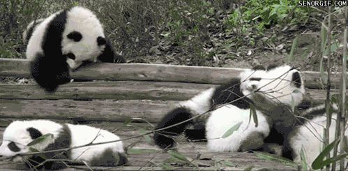 Apaixonados por gifs: Gifs de ursinhos panda! Panda gif
