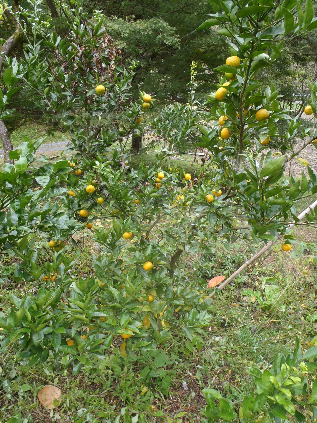 My Corner of Japan: Kabosu and Sudachi and Uses