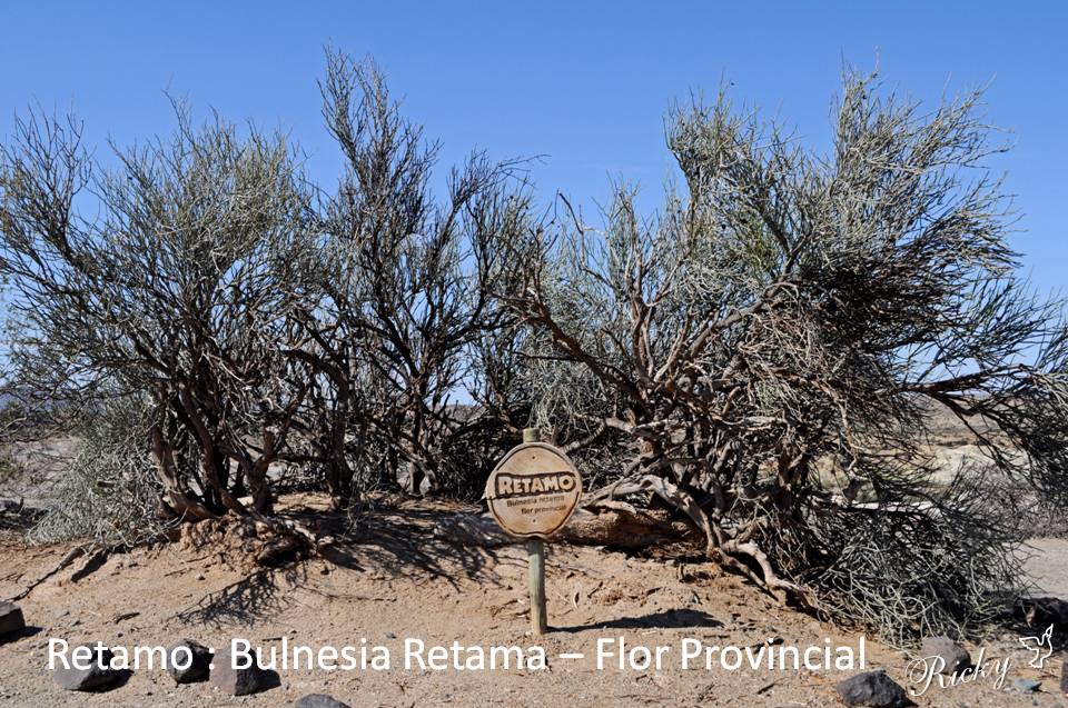 RiCKy: La Flora de Ischigualasto