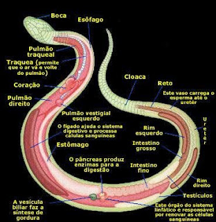BIOLOGIA ETERNA: Aula sobre os aspectos gerais de uma serpente ...