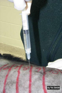 Happy Pet Solutions: THORACOCENTESIS AS DIAGNOSTIC AND THERAPEUTIC TOOL ...