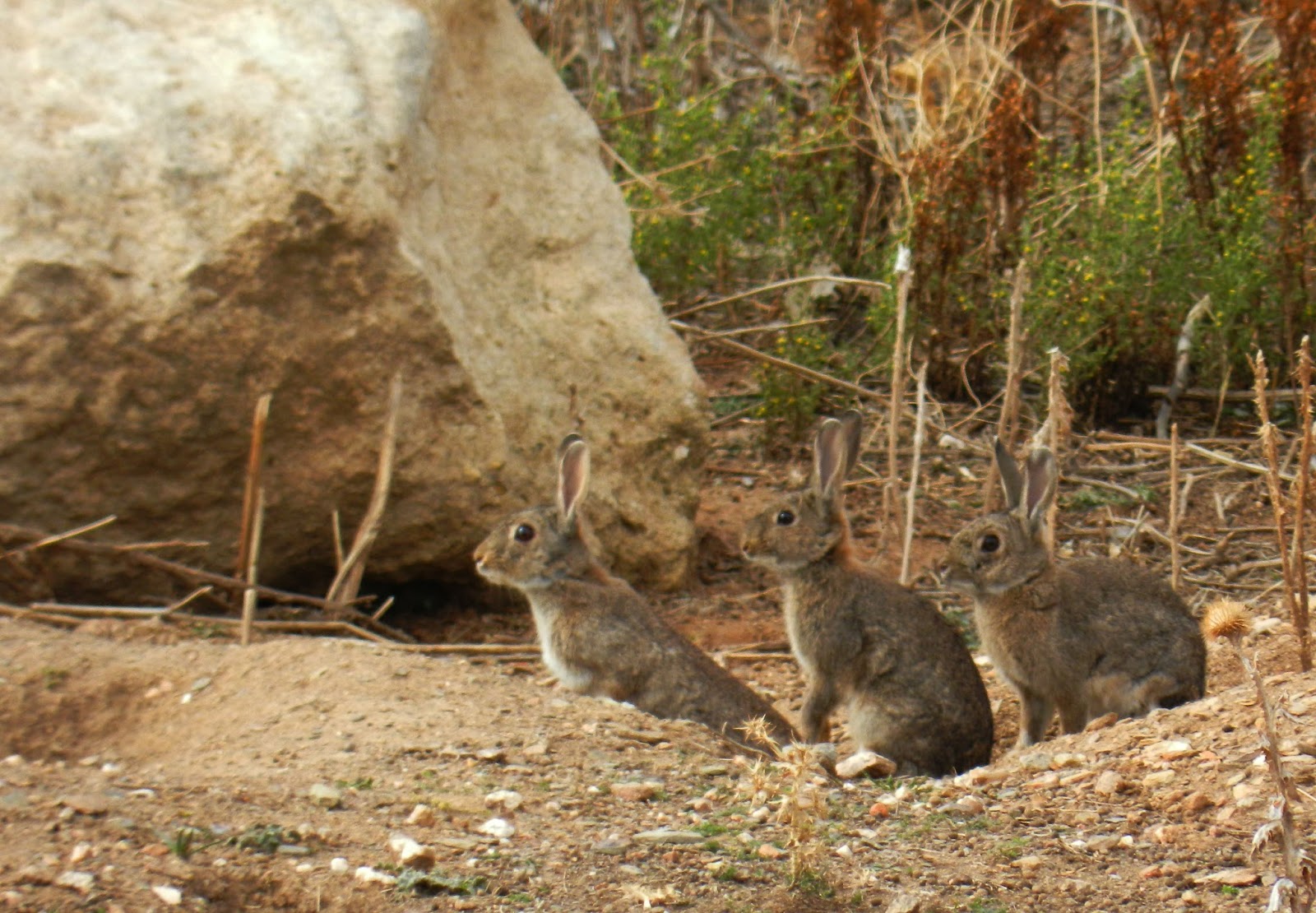 Recursos medioambientales: Tierra de conejos (Oryctolagus cuniculus ...