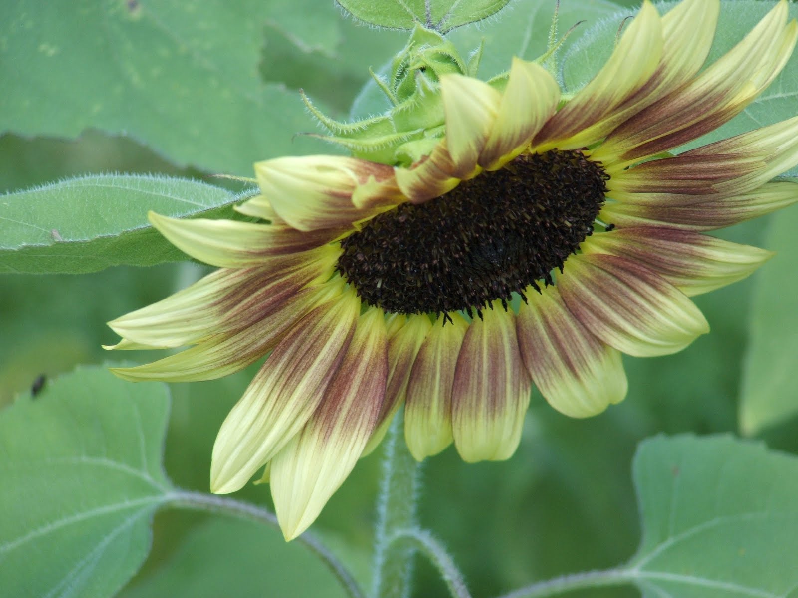 God's Growing Garden: Eight Sunflowers and Counting