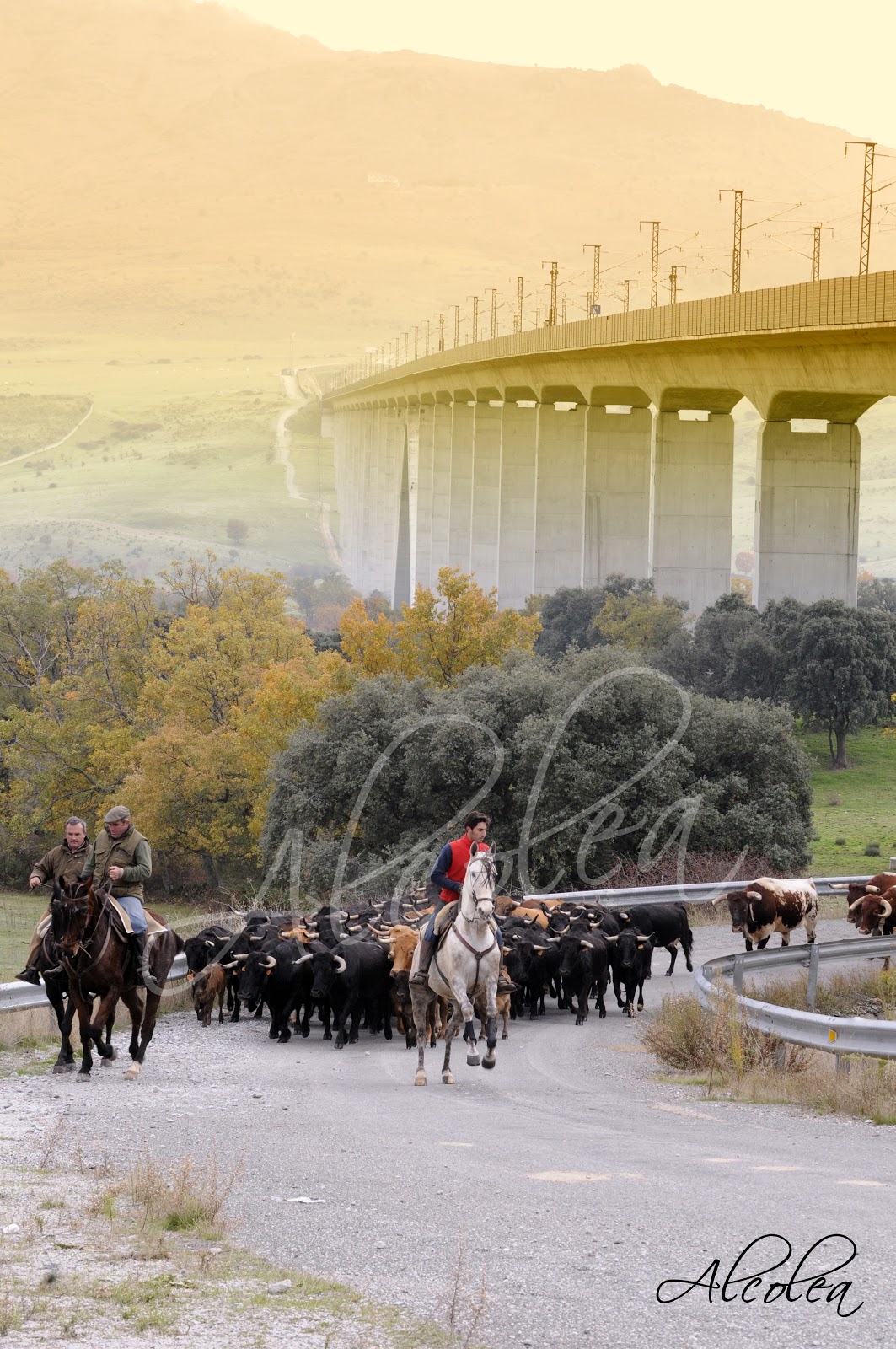Alcolea: Ganadería de Don Victoriano del Río