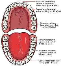 DENTICION PERMANENTE