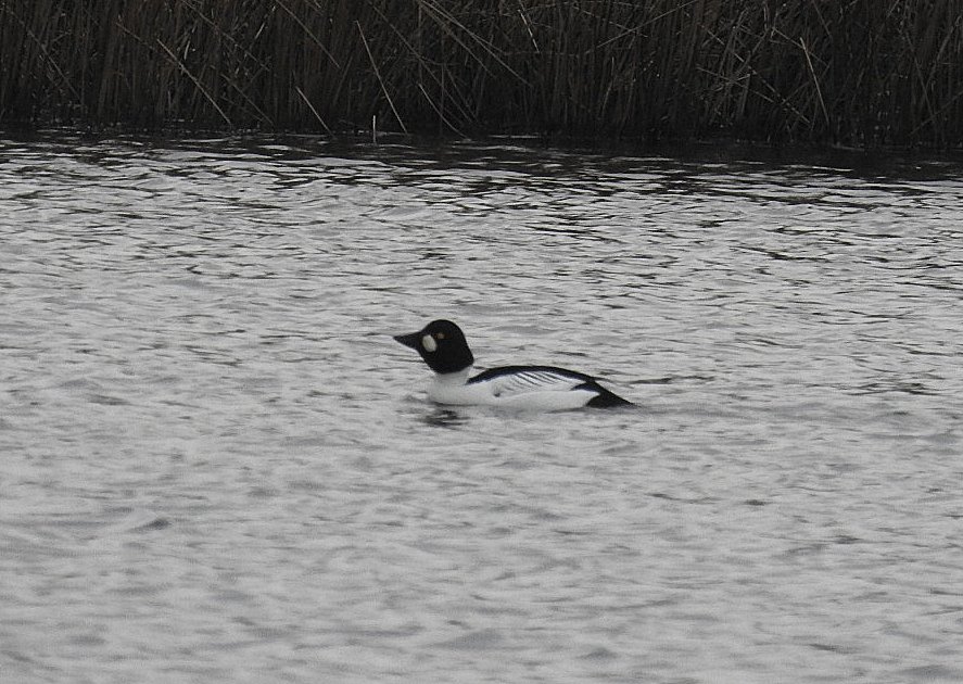 WEST YORKSHIRE BIRDING: Cold Edge Dams