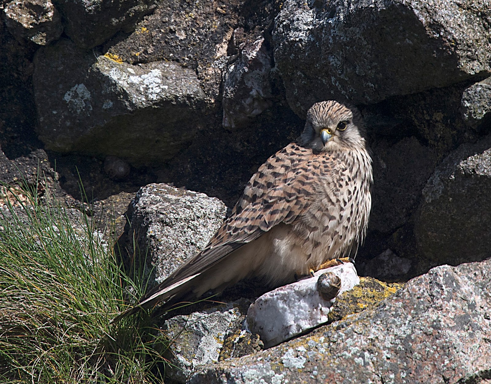 Alan James Photography : Female Kestrel Portraits