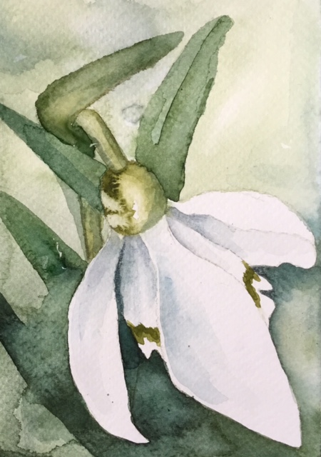 Linda Kemshall: Snowdrop Painting in Watercolour