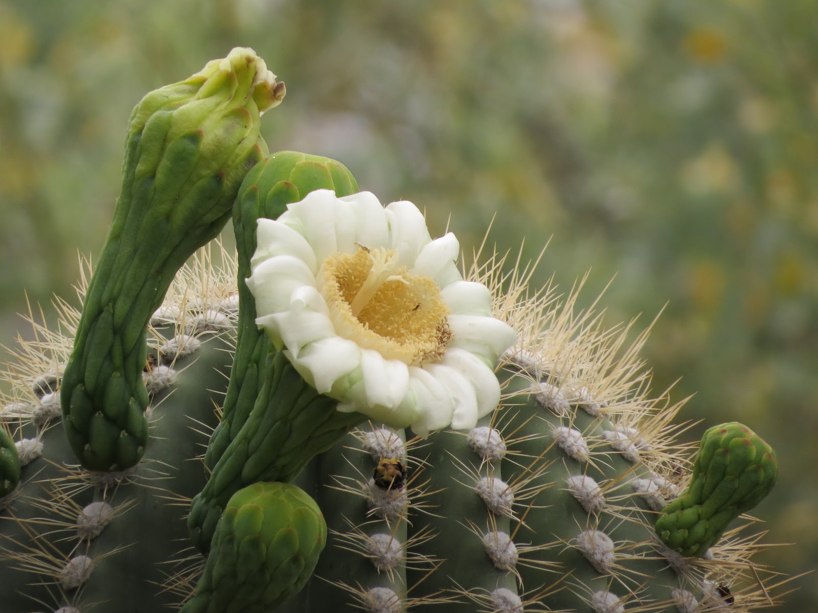 Have Book, Will Travel: Cactus Flowers at the Desert Botanical Garden ...