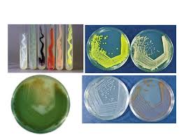 SENTHIL PRABHU SIVASAMY: BACTERIAL PIGMNETS ( CELL BIOLOGY)