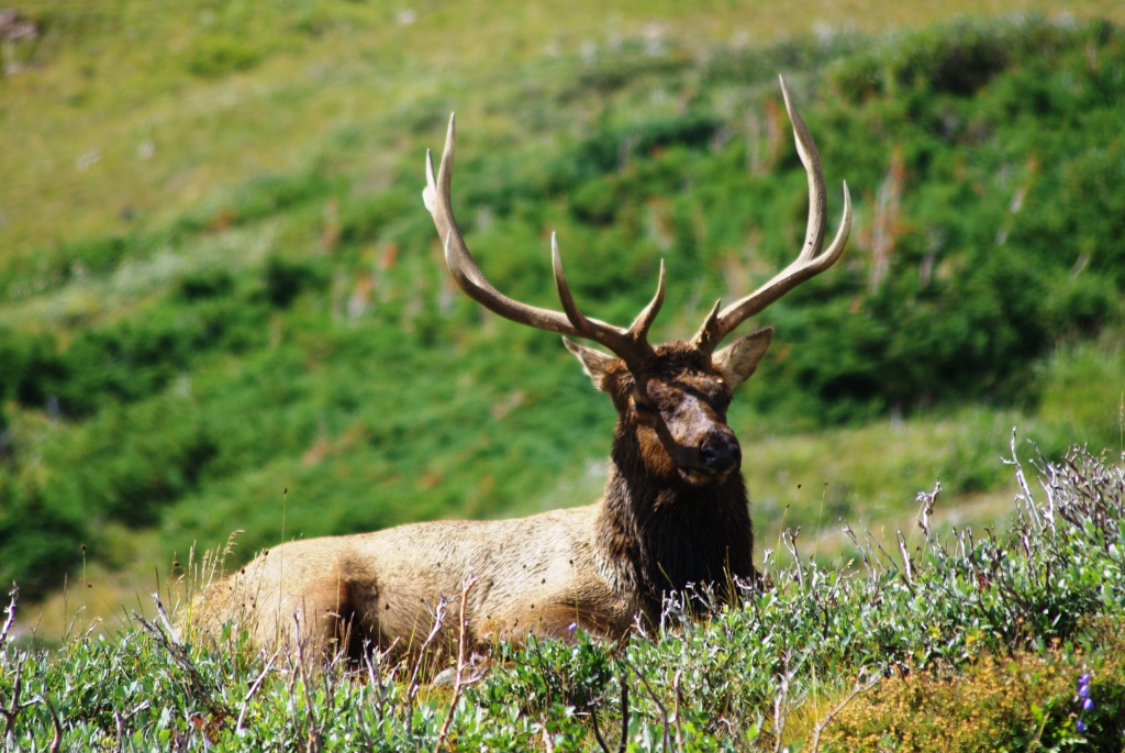 The BVIs: Basset's View of the Islands: Rocky Mountain Creatures