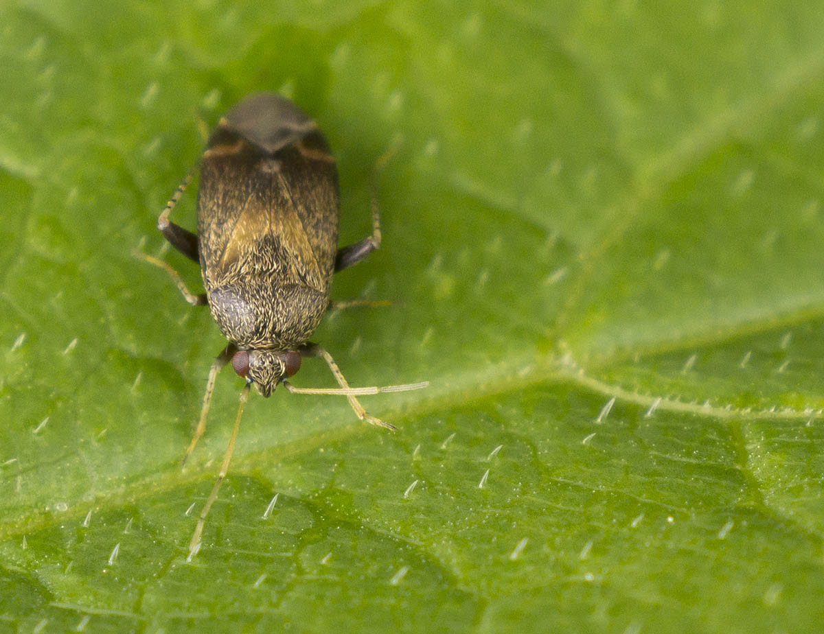 Utgångspunkt 63° 31,x' N - 22° 31,x' O: Orakad skinnbagge