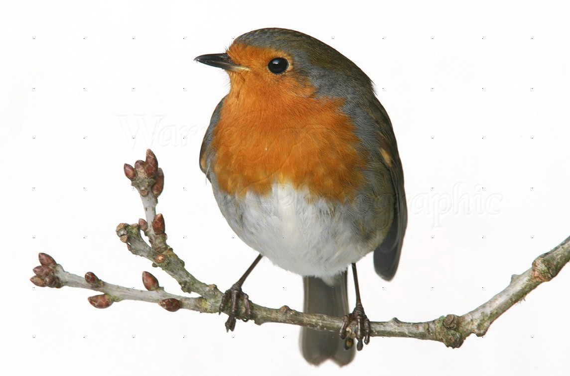 Father Julian's Blog: The legend of the first robin