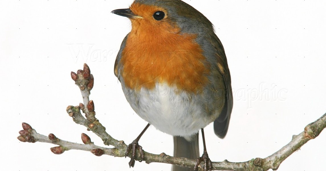 Father Julian's Blog: The legend of the first robin