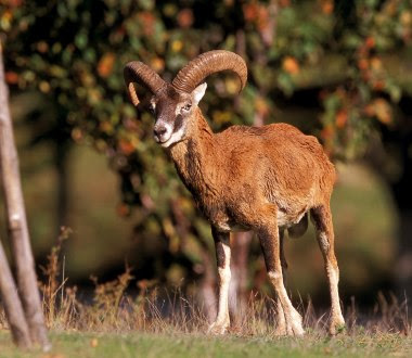 AmicoMario: LA SARDEGNA E LA SUA ANTICA FAUNA. IL MUFLONE, CONSIDERATO ...