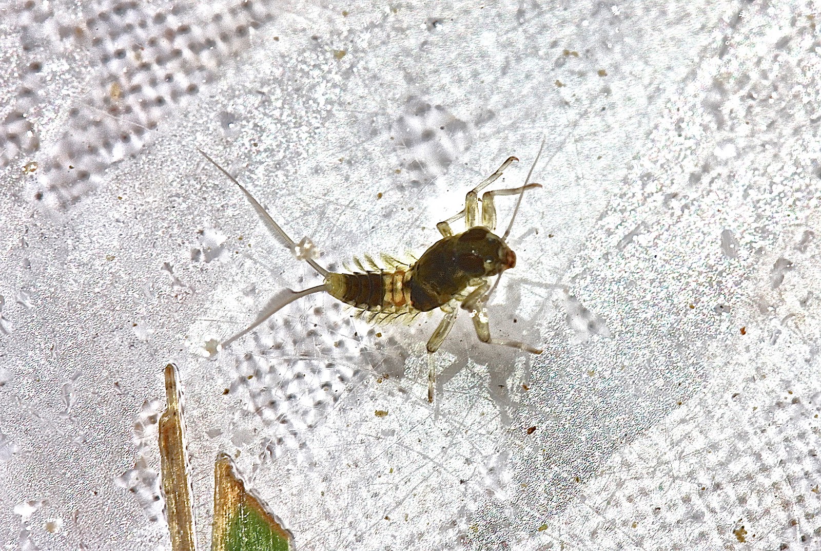 Aquatic Insects of Central Virginia: Small Minnow Mayflies at the ...