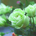 orange roses flowers flowers