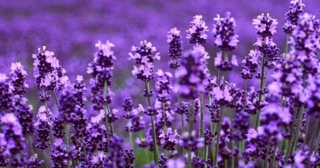 Cara Menanam Bibit Bunga Lavender - Kebun Naya