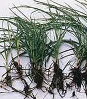 Beauty, Health and Smart: Rumput Banto