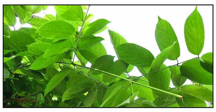 PHILIPPINE HERBAL PLANTS AND THEIR USES: NIYOG-NIYOGAN