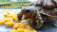 The Positive World Of Princess Peachy, The Happy Sulcata Tortoise: I ...