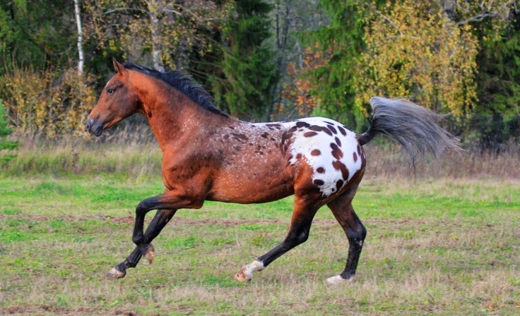 Snowcap Appaloosa